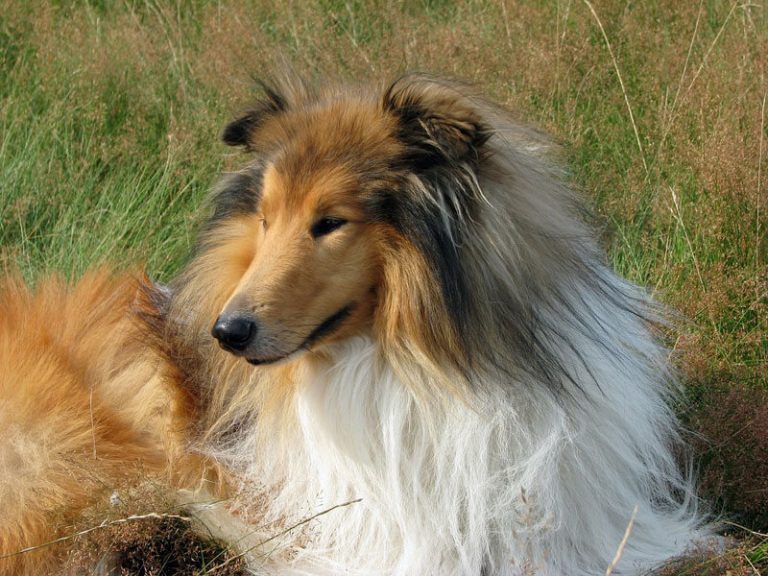 Lassie, el collie más famoso del mundo - Es cosa de Perros