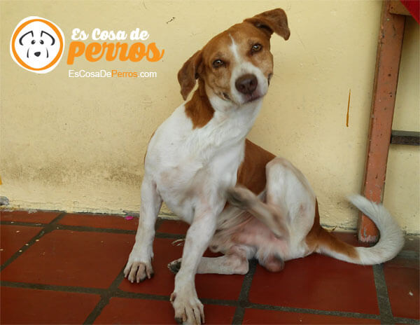 Las espigas del campo, un enemigo para nuestro perro - Es cosa de Perros